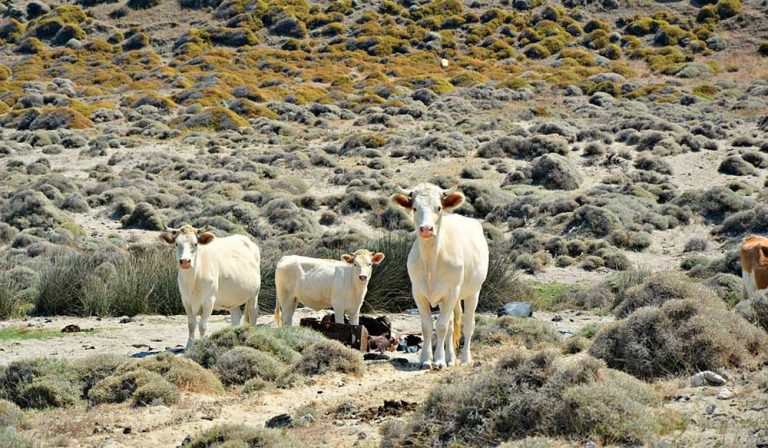 Greek animals and plants, Flora and Fauna of Greece