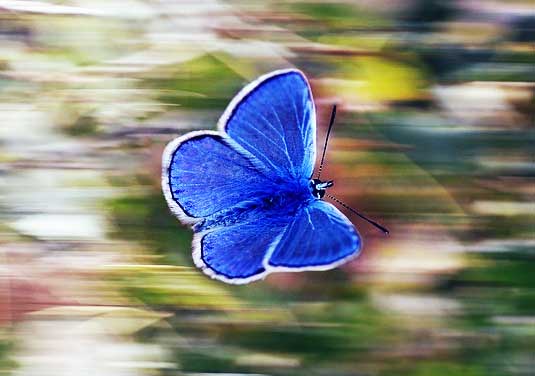 Butterflies in Greece and the Greek islands