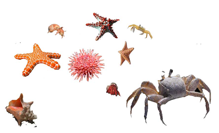 Sea and Marine life of Greece and the Greek islands