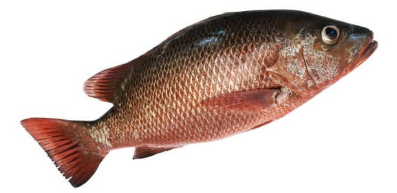 Greece, fishes, Greek fish species