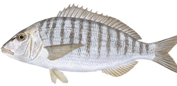 Greece, fishes, Greek fish species