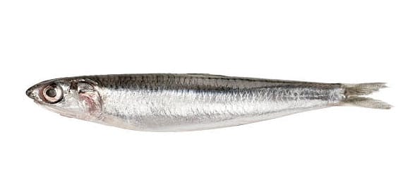 Greece, fishes, Greek fish species