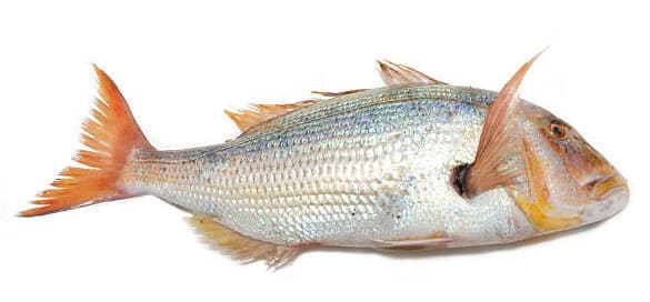 Greece, fishes, Greek fish species