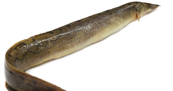 Greece, fishes, Greek fish species