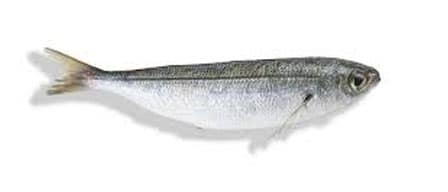 Greece, fishes, Greek fish species