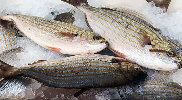 Greece, fishes, Greek fish species