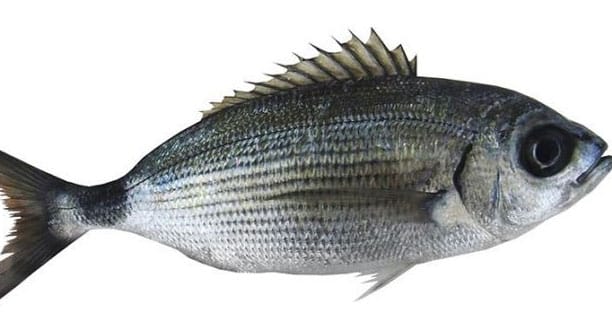 Greece, fishes, Greek fish species