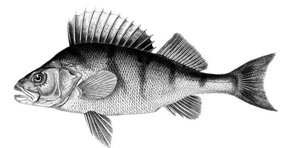 Greece, fishes, Greek fish species