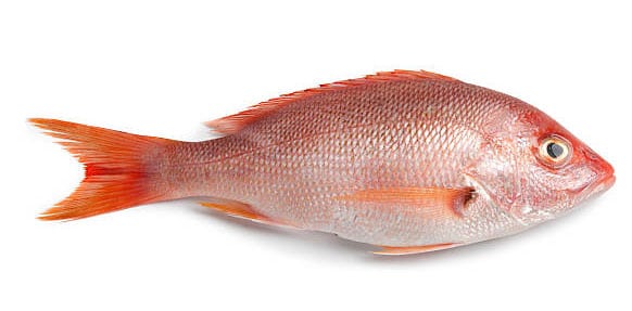 Greece, fishes, Greek fish species