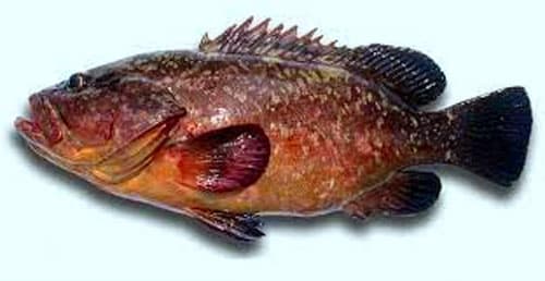 Greece, fishes, Greek fish species