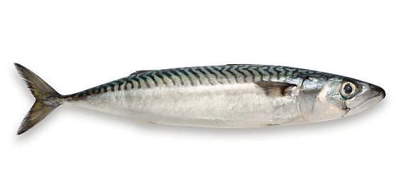 Greece, fishes, Greek fish species