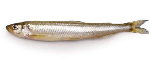 Greece, fishes, Greek fish species