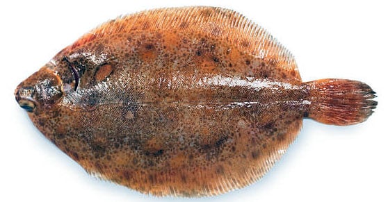 Greece, fishes, Greek fish species