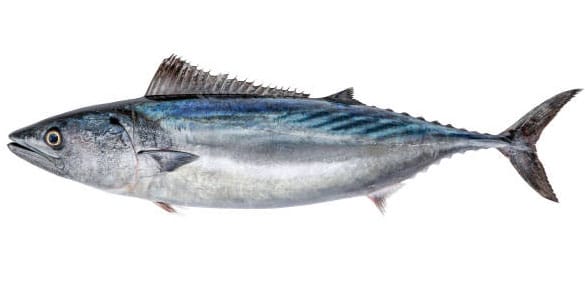 Greece, fishes, Greek fish species