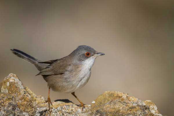 Greece Birds Greek birds