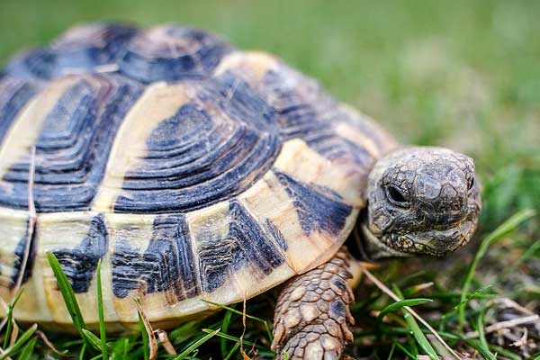 Greek Reptiles Snakes, Tortioses and Lizards