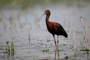 Greece Birds Greek birds