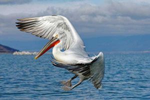 Greece Birds Greek birds