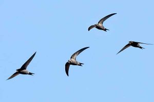 Greece Birds Greek birds