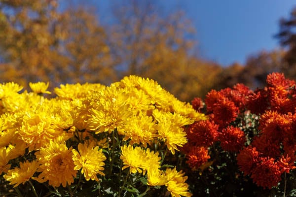 The most common flowers in Greece