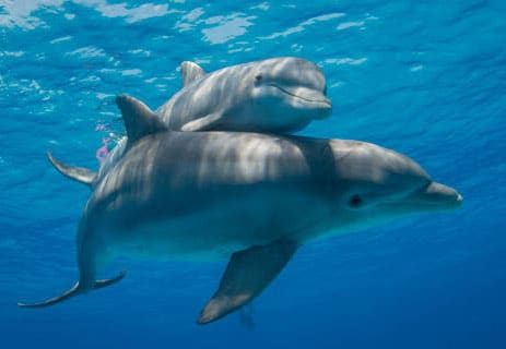 Dolphins in Greece, what Dolphin species live in the Greek Seas
