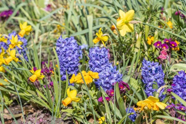 The most common flowers in Greece