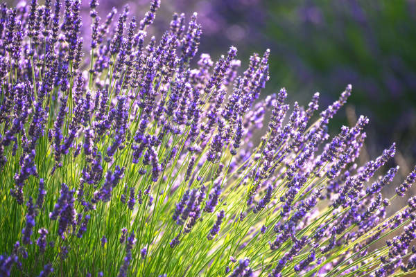 The most common flowers in Greece