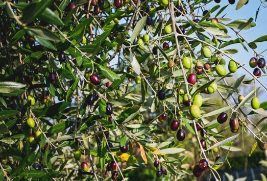 Natural Resources of Greece - Greece